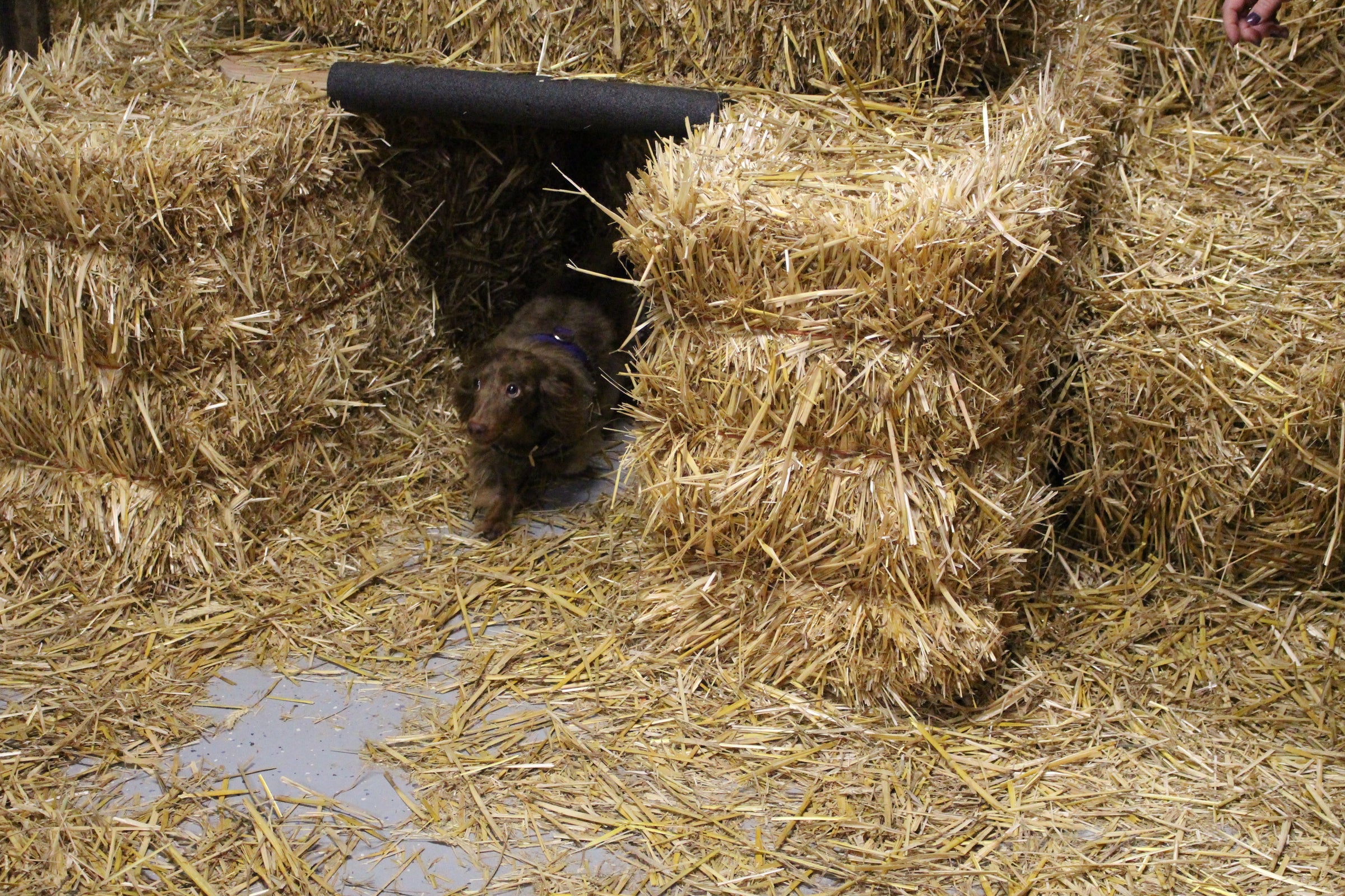 BarnHunt | French Creek Pet Resort